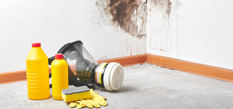 Moho paredes: ¿Cómo quitarlo correctamente? - Servei Estació