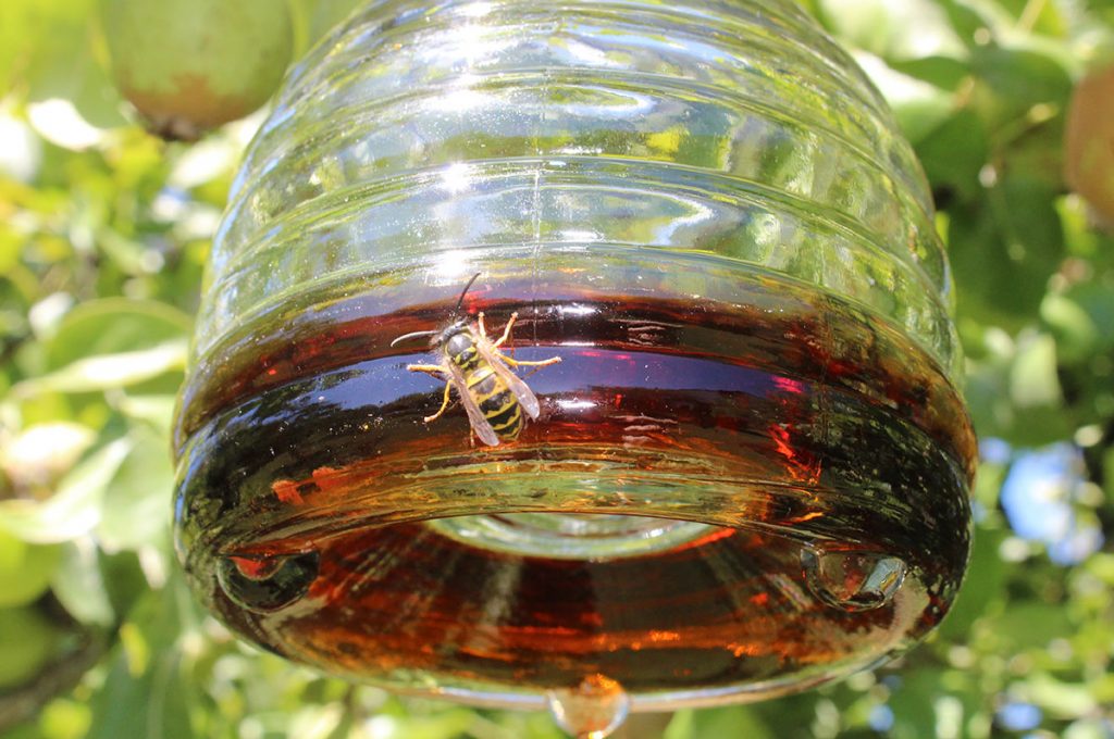 Trampa para avispas casera [Guia de montaje] - Servei Estació